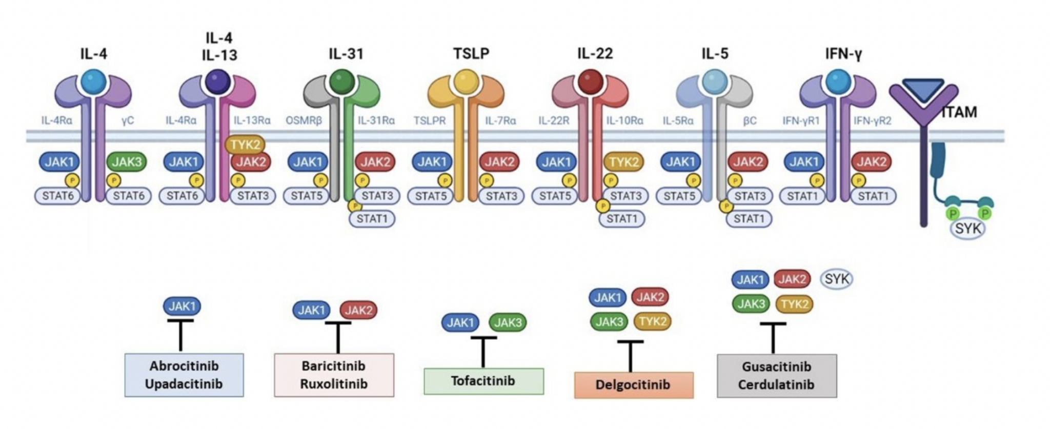 Inhibidores De JAK En Dermatitis Atópica - Lugones Editorial